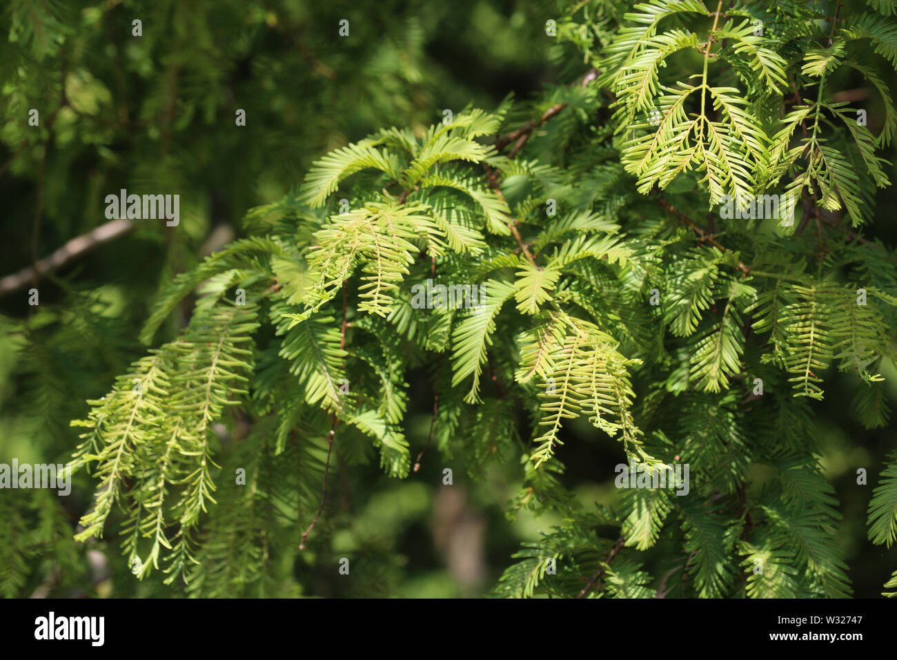 Bald cypress tidewater red cypress hi-res stock photography and images ...