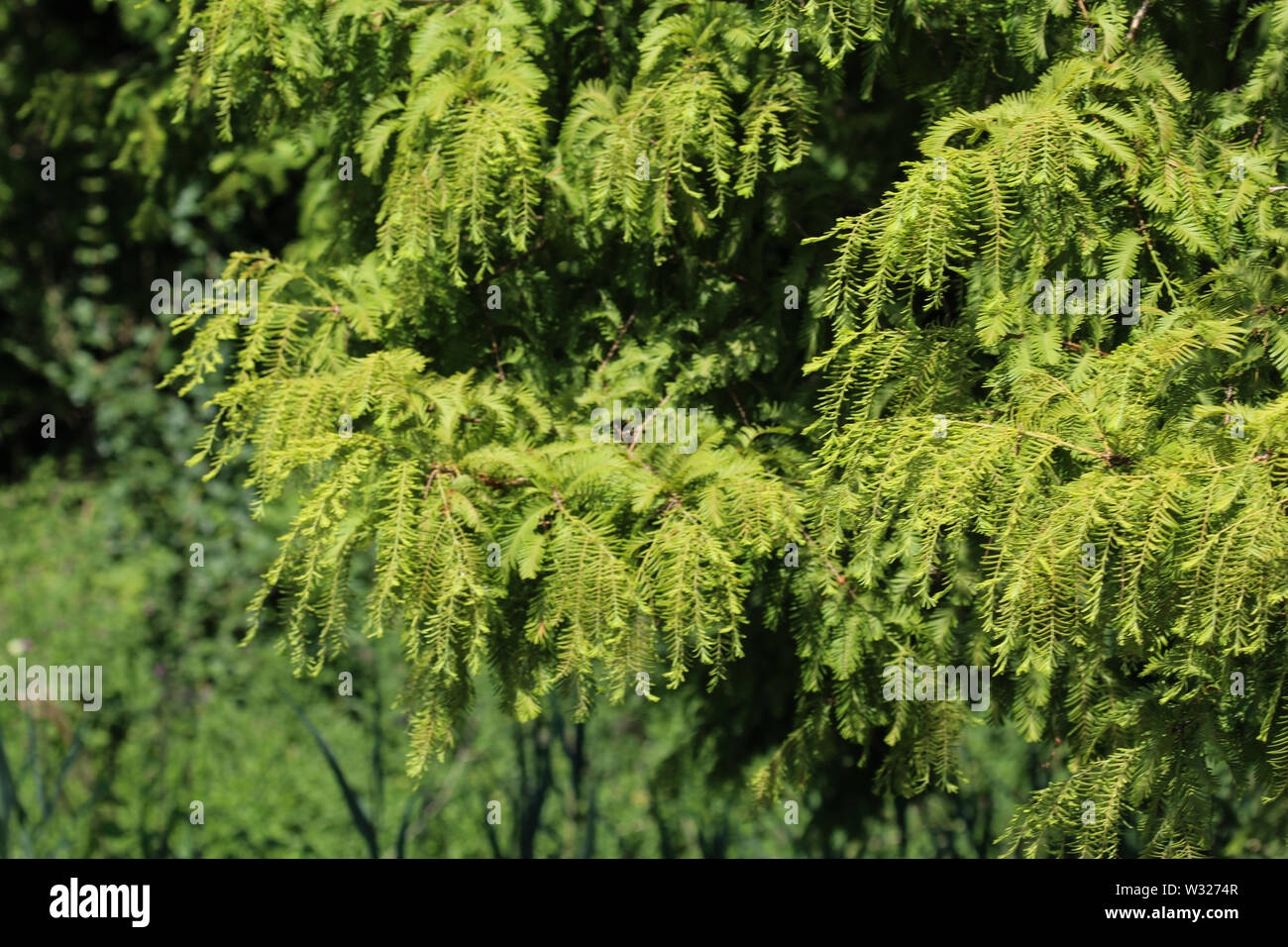close up of Taxodium distichum (bald cypress) is a deciduous conifer ...