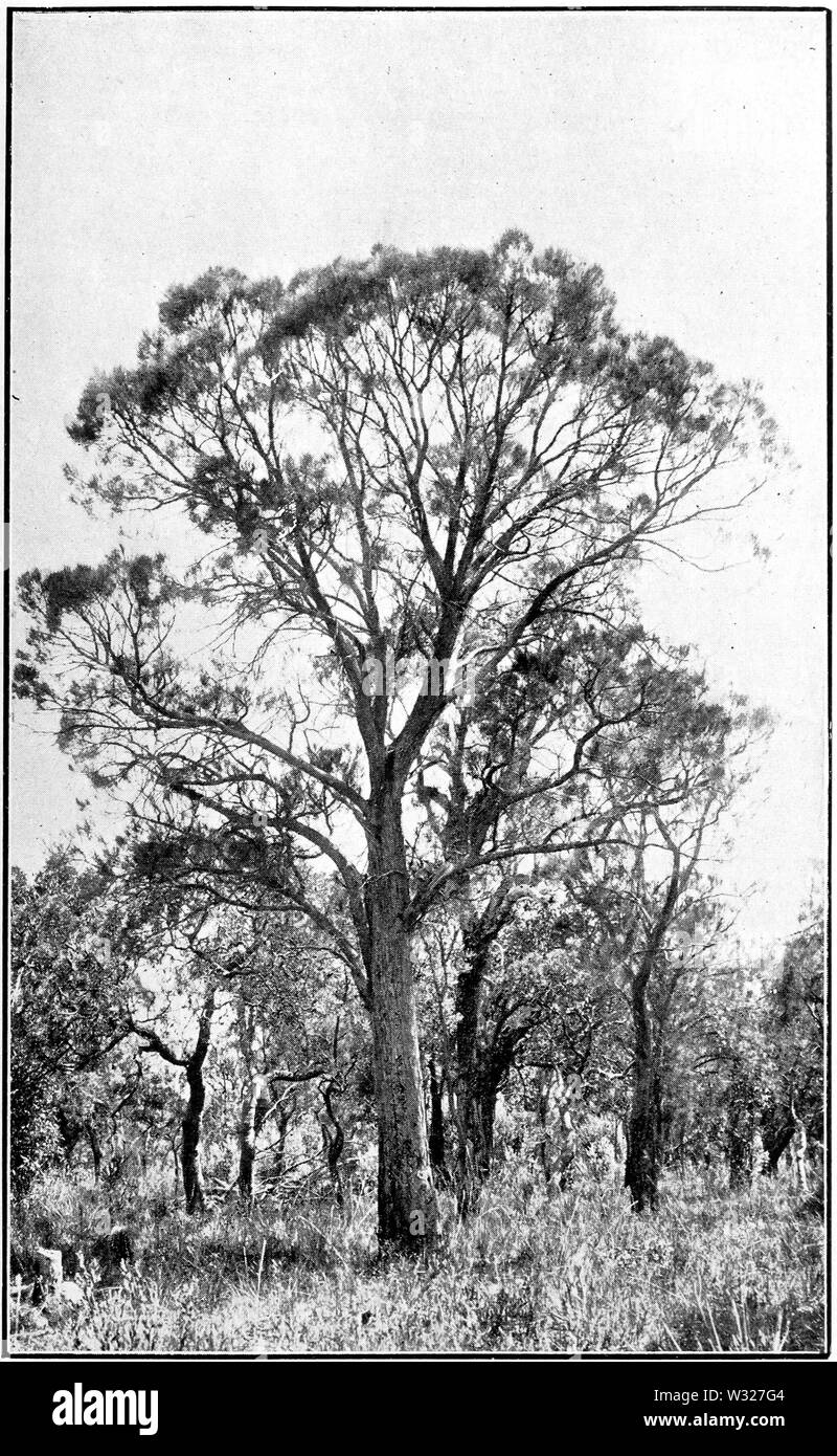 She oak hi-res stock photography and images - Alamy