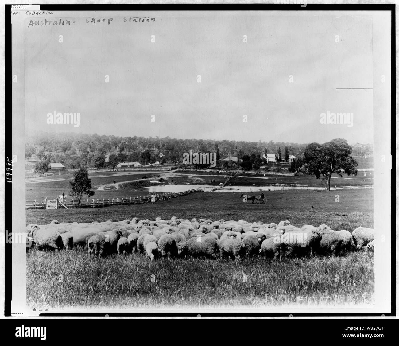 Sheep at Sheep Station; Houses and Woods in Background, Australia - WDL ...