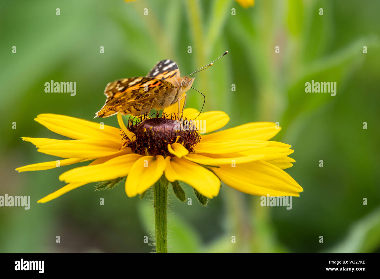 Butterfly Vanessa cardui sits on a yellow flower and drinks nectar with ...