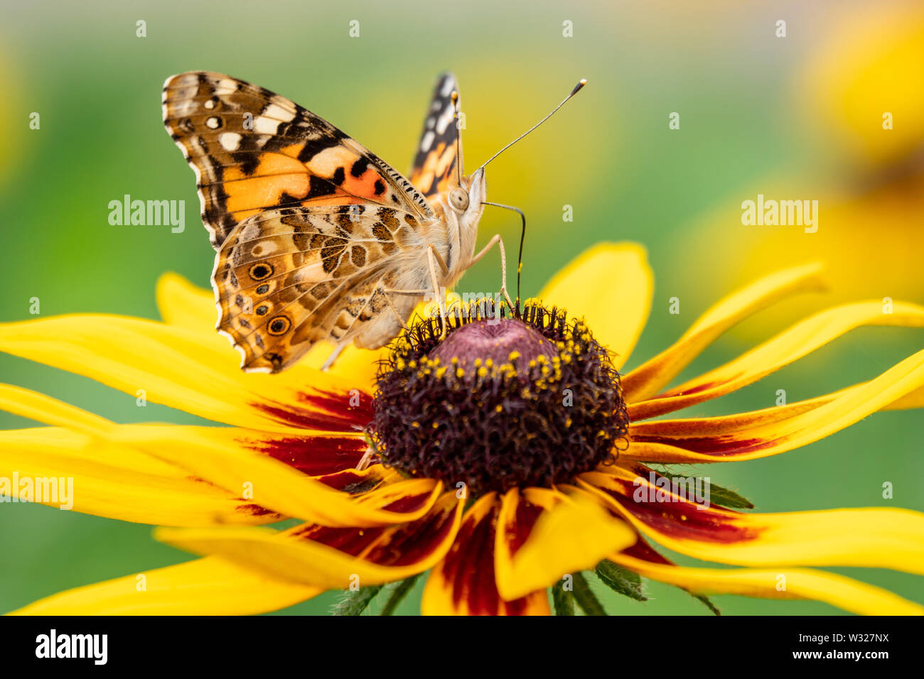 Butterfly Vanessa cardui sits on a yellow flower and drinks nectar with ...