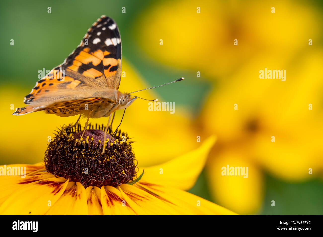 Butterfly Vanessa cardui sits on a yellow flower and drinks nectar with ...