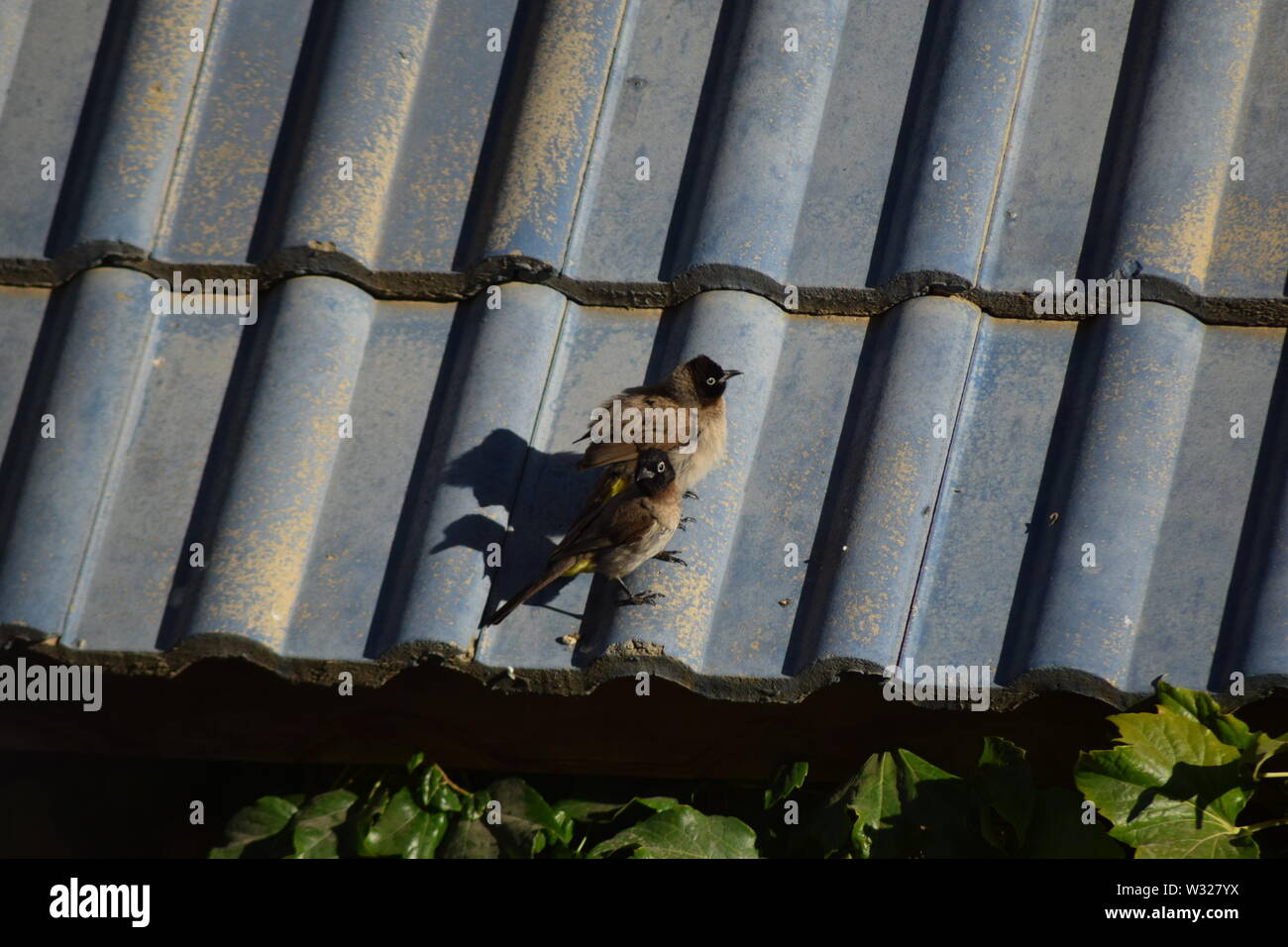 Bulbul in arabia hi-res stock photography and images - Alamy