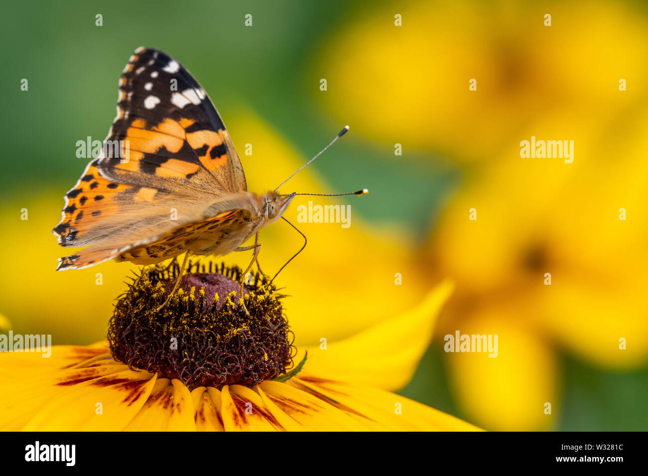 Butterfly Vanessa cardui sits on a yellow flower and drinks nectar with ...