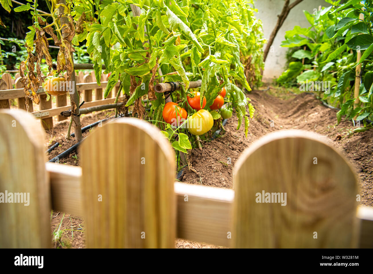 Vegetable garden with tomatoes ripening in the sun, red, loaded with ...