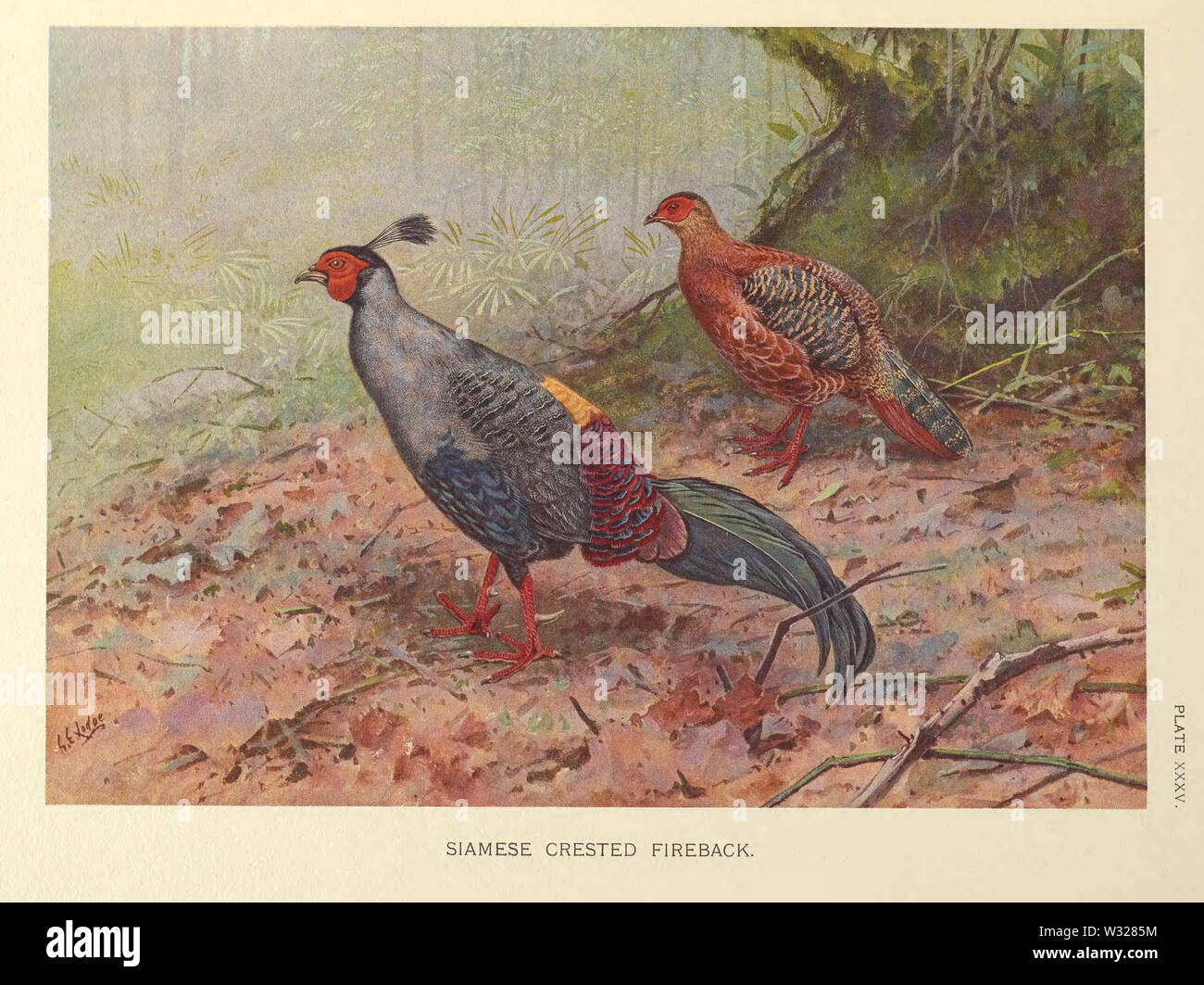 Siamese fireback hi-res stock photography and images - Alamy
