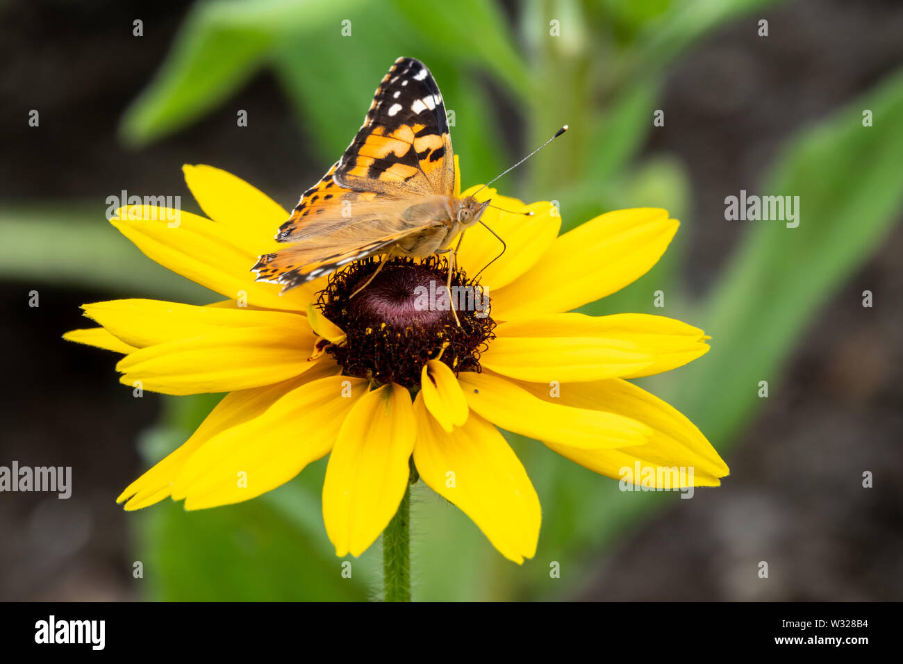 Butterfly Vanessa cardui sits on a yellow flower and drinks nectar with ...