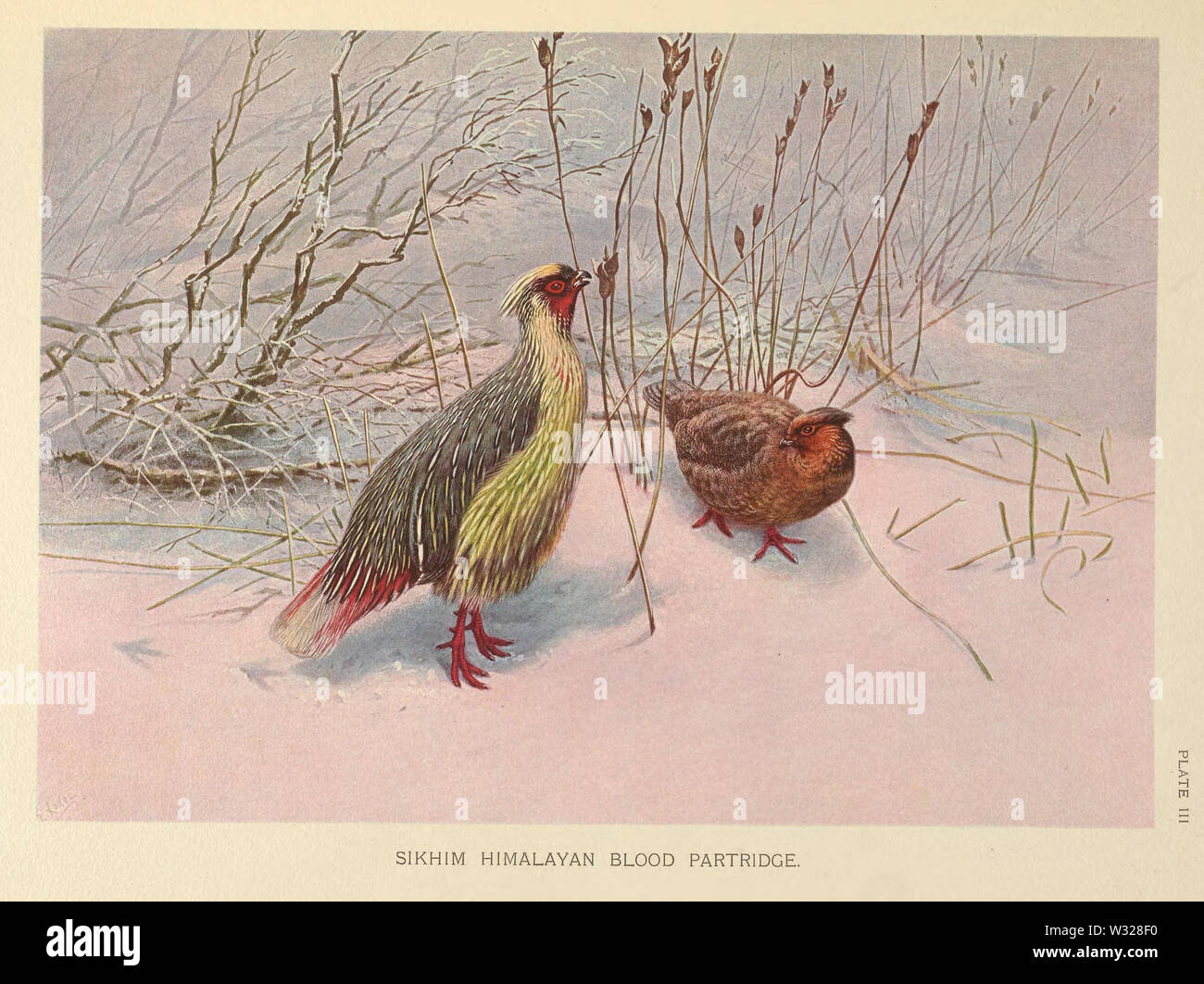 Blood partridge hi-res stock photography and images - Alamy