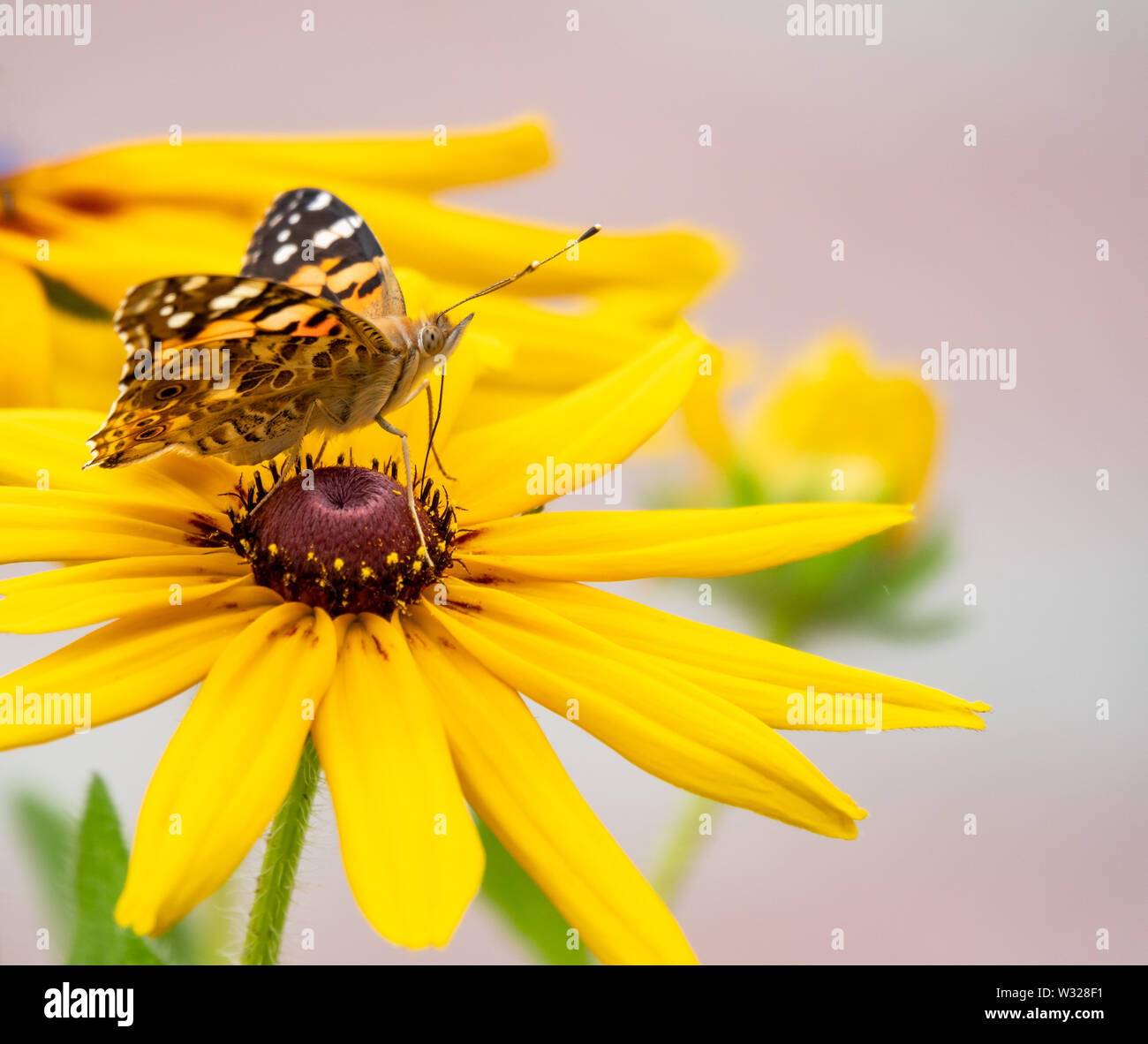 Butterfly Vanessa cardui sits on a yellow flower and drinks nectar with ...