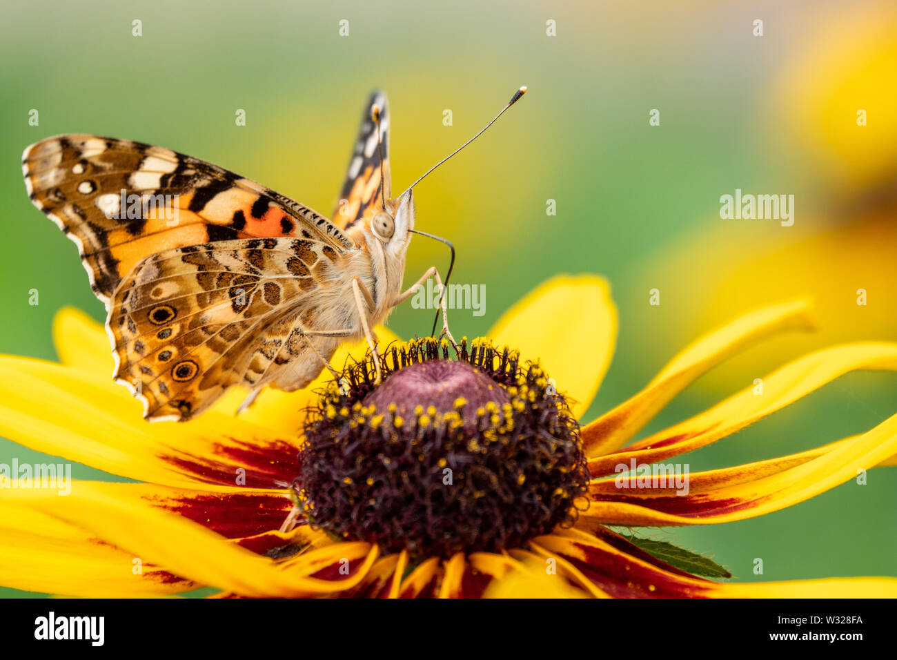 Butterfly Vanessa cardui sits on a yellow flower and drinks nectar with ...