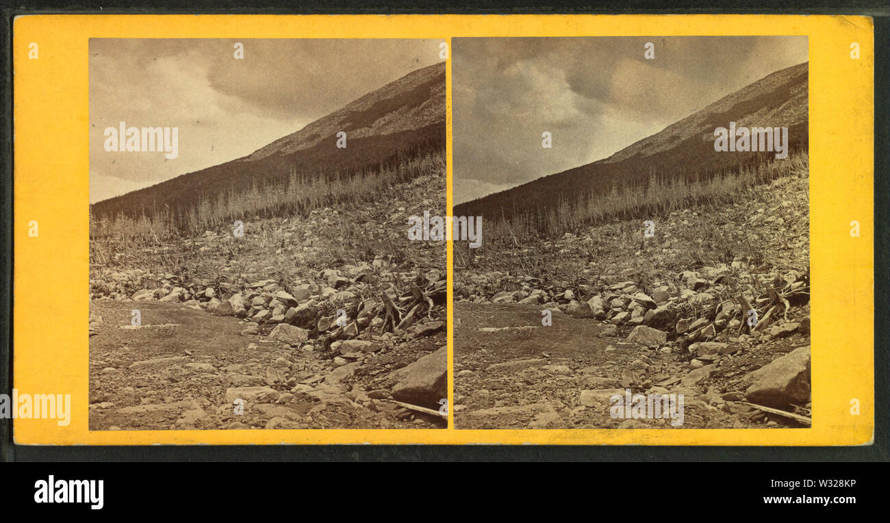 Silver forest hi-res stock photography and images - Alamy