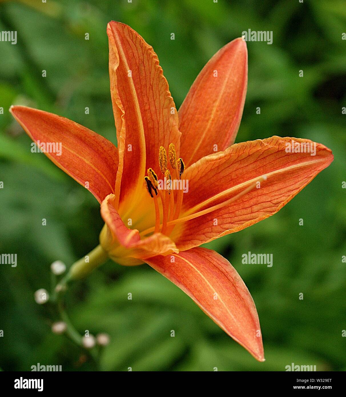 Single blooming orange lilly Stock Photo - Alamy