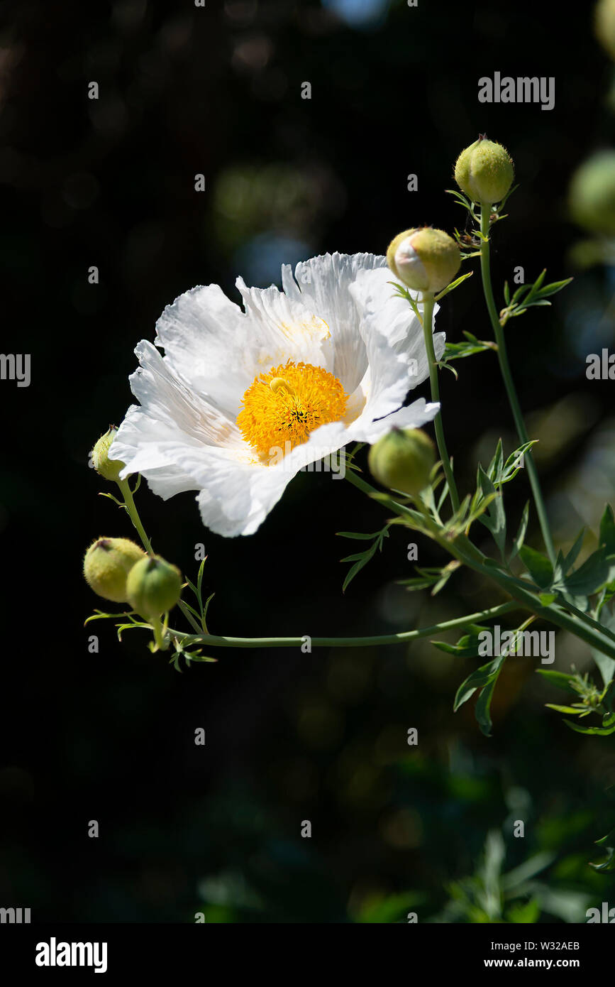 Californian tree poppy (Romneya coulteri) flowering in garden in July ...