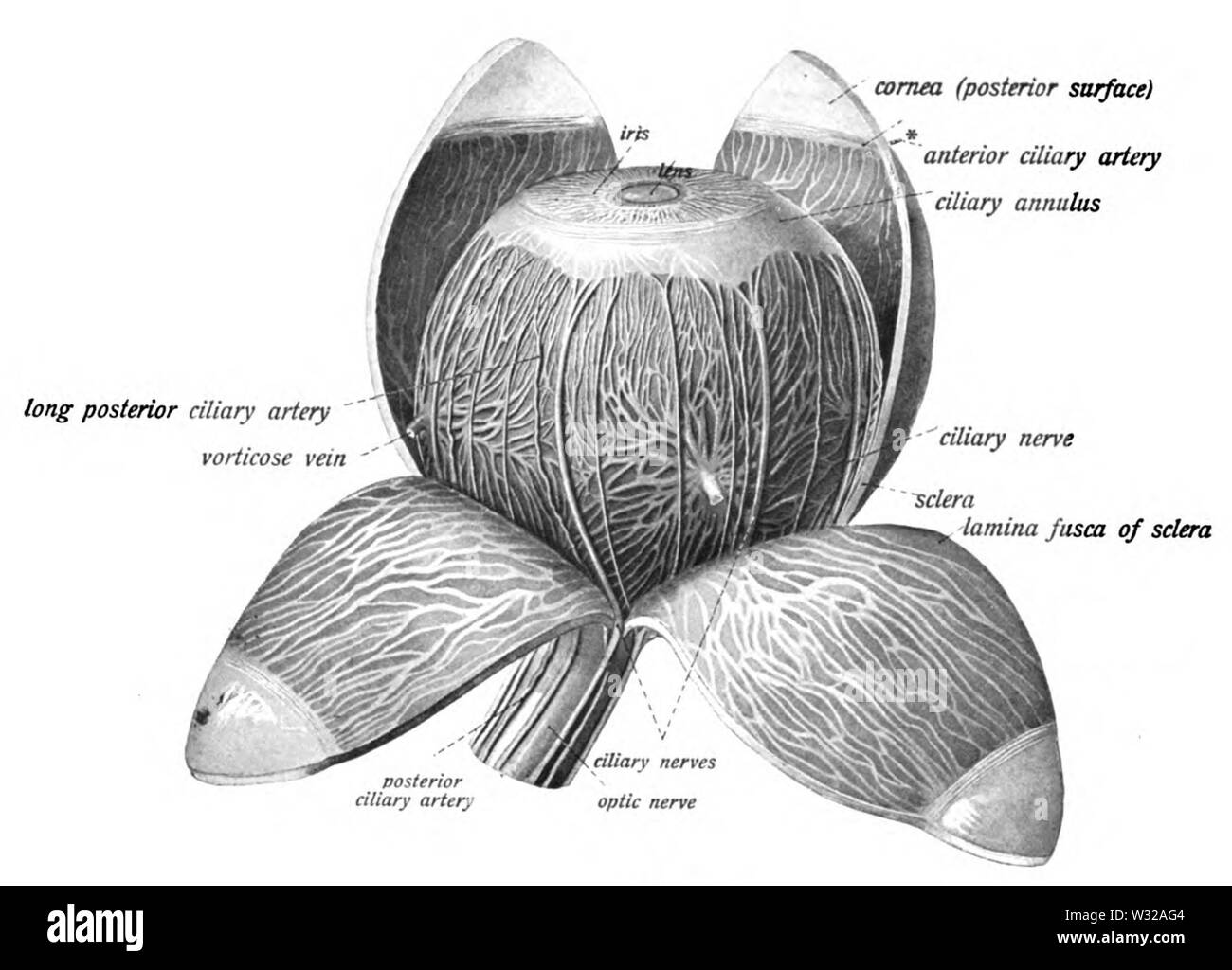 Vegetation hiking Cut Out Stock Images & Pictures - Alamy