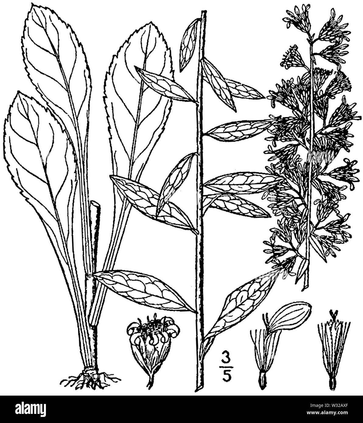 Goldenrod Flower Drawing Easy