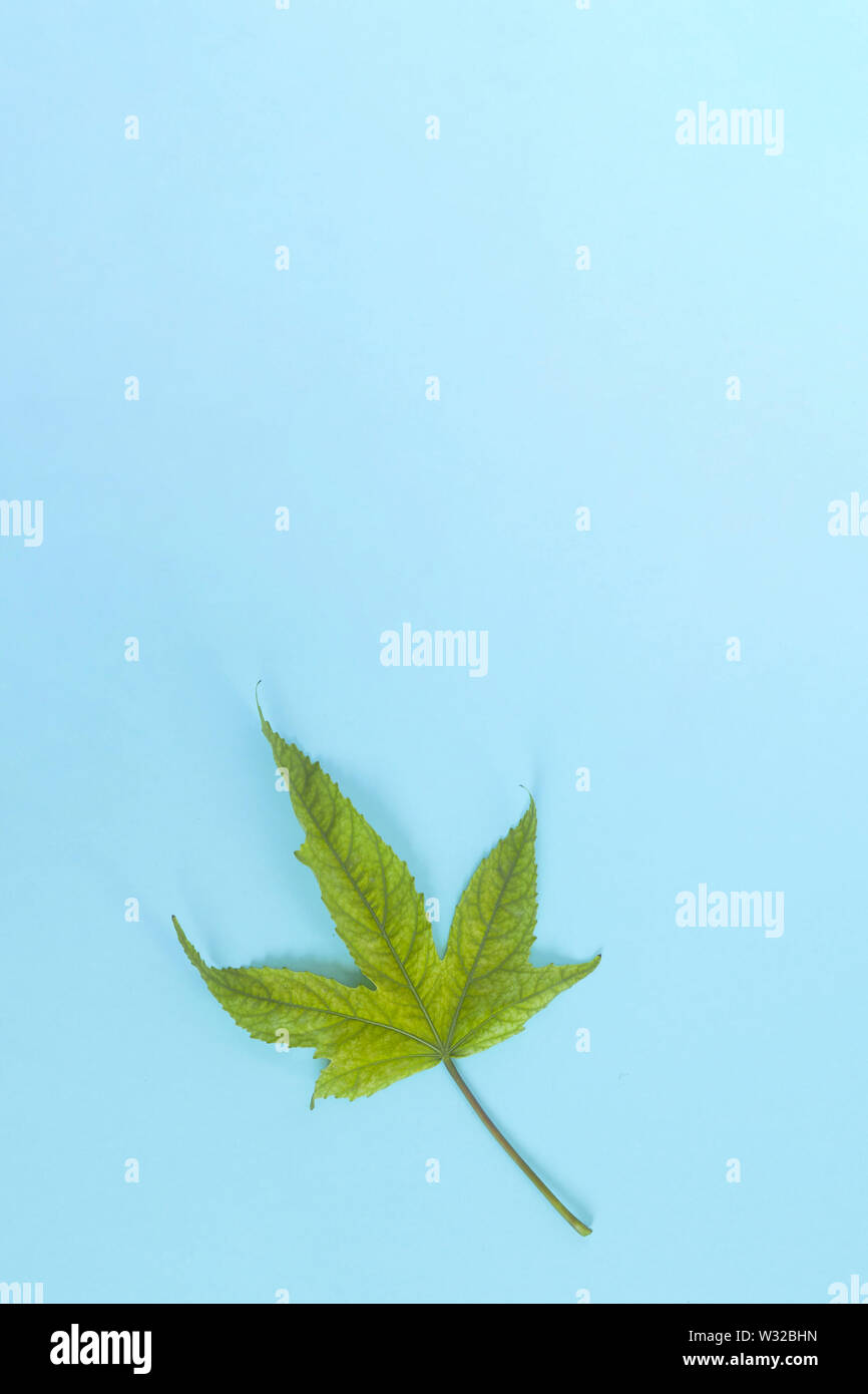 Weed Leaf High Resolution Stock Photography and Images - Alamy