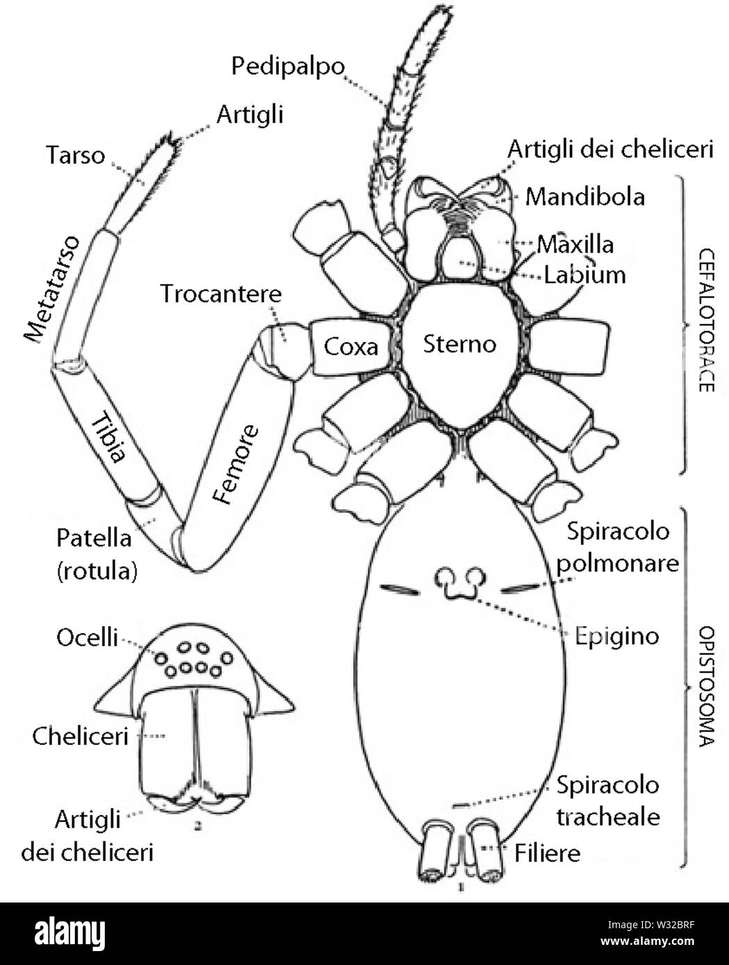 Spider Anatomy Diagram