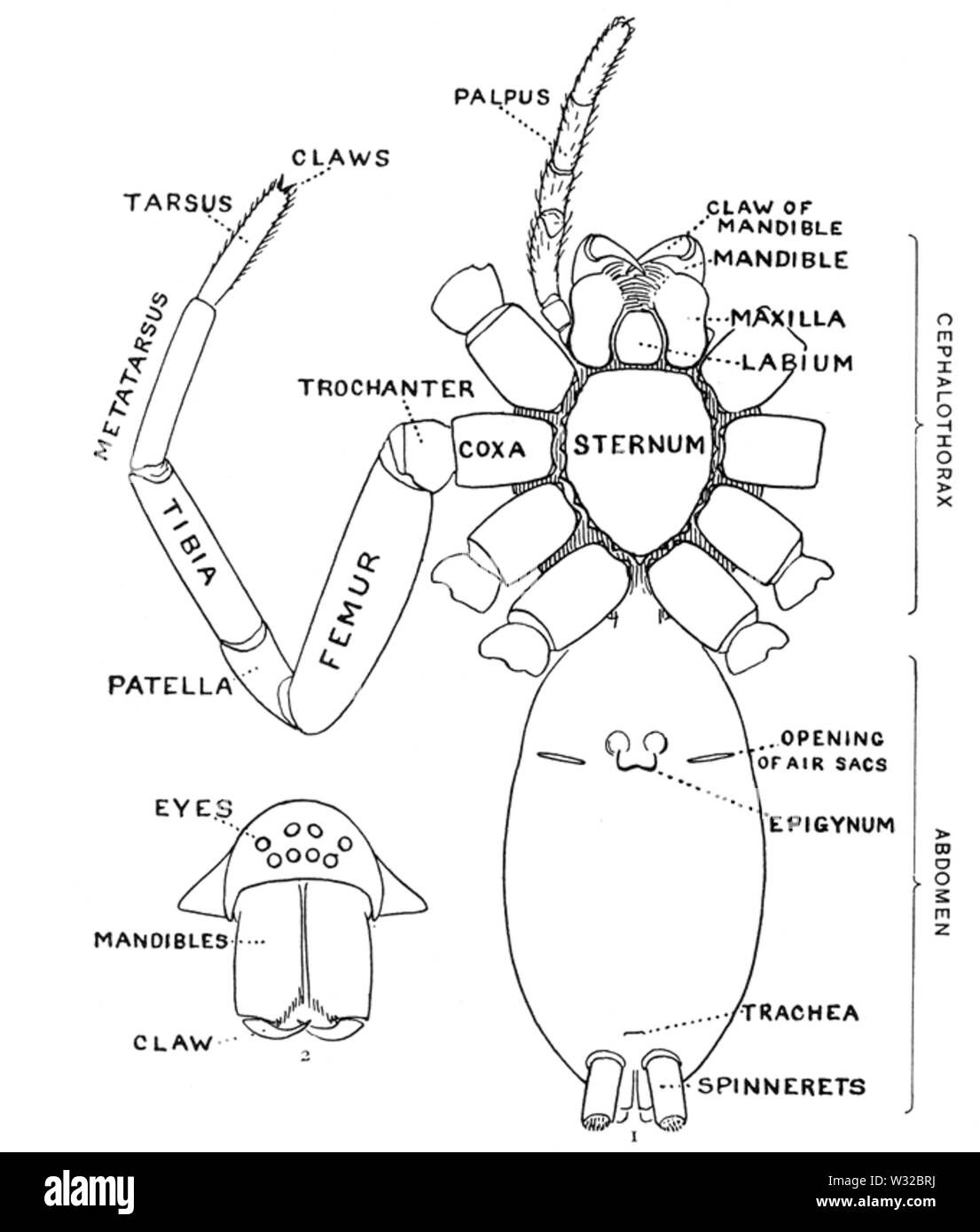 Spider external anatomy Stock Photo - Alamy
