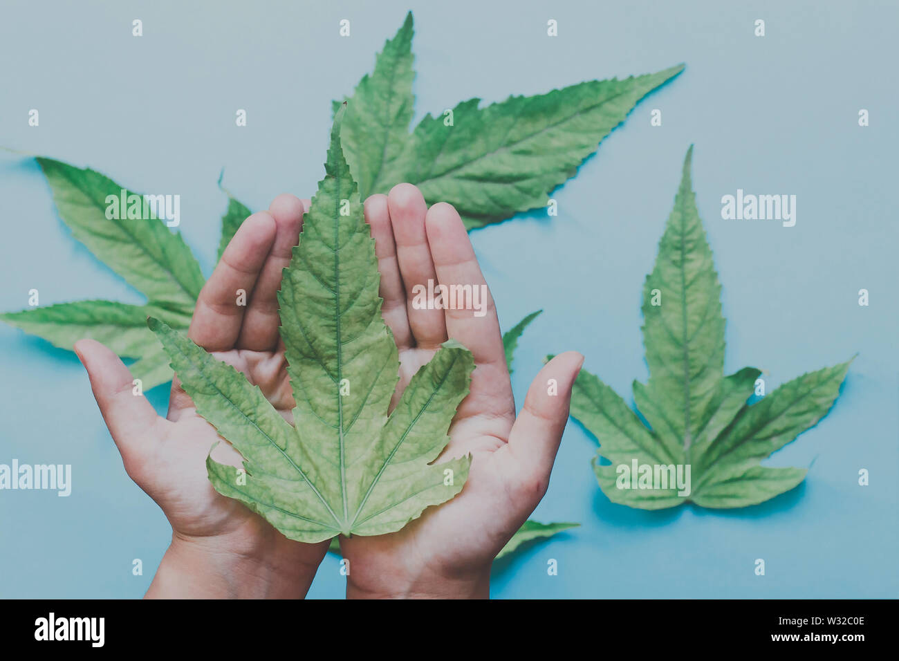 Cannabis plants, weed or marijuana leafs. Human hands hold a fresh leaf ...