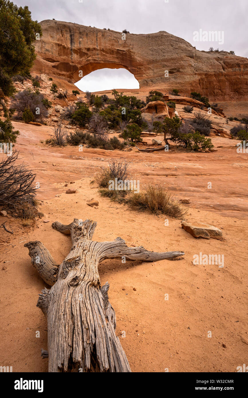 Old tree and sand arch at Arches National Park in Utah Stock Photo - Alamy
