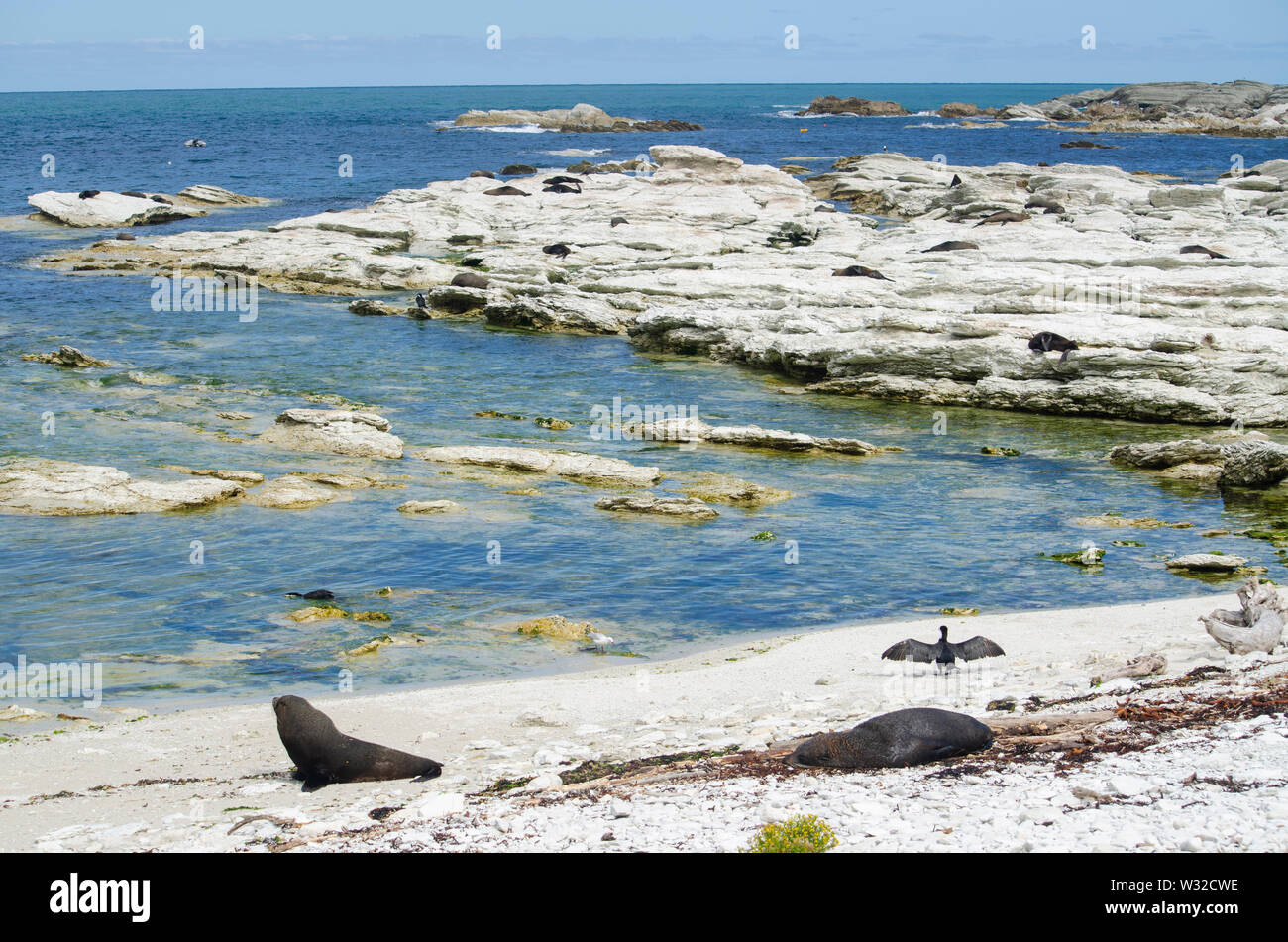 Colony of seals hi-res stock photography and images - Alamy