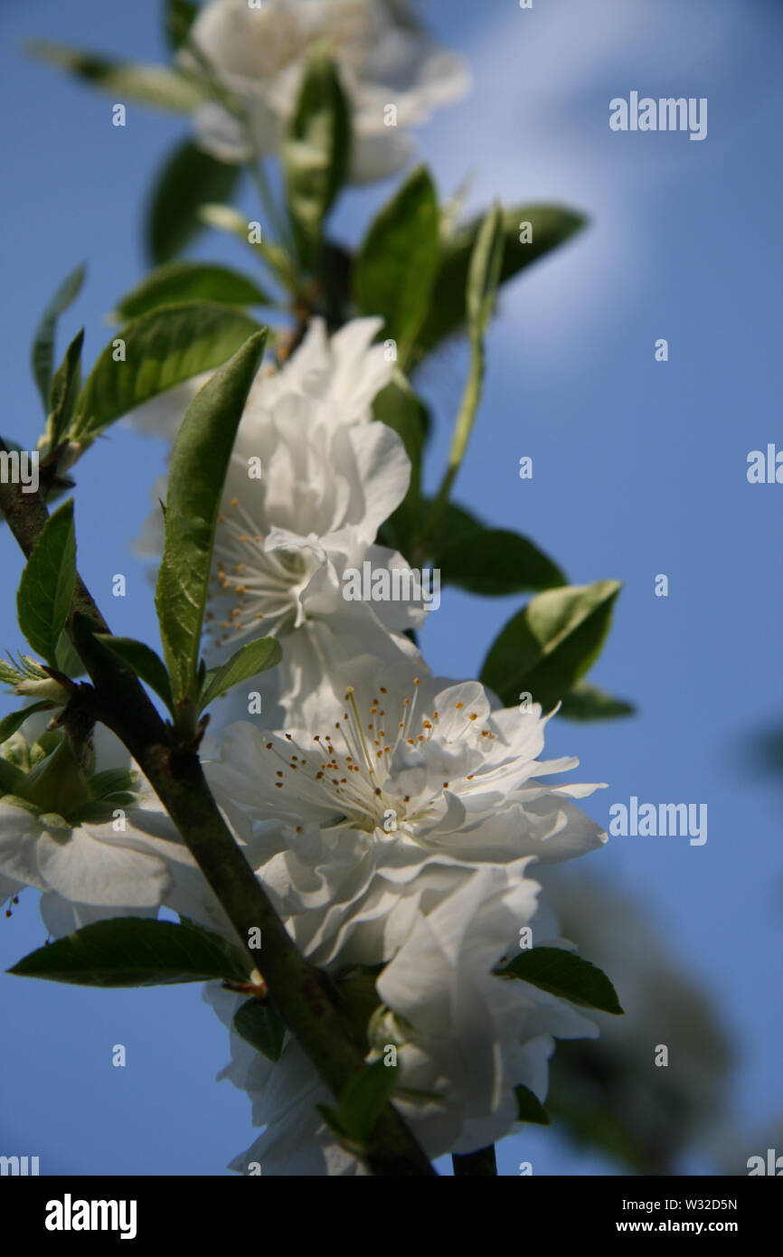 Japanese flowers during the cherry blossom festival - Hanami Stock ...