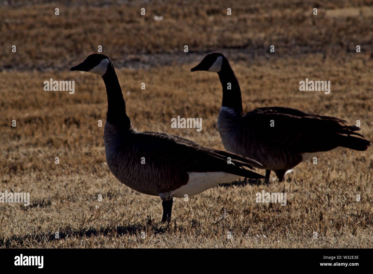Viscous birds hi-res stock photography and images - Alamy
