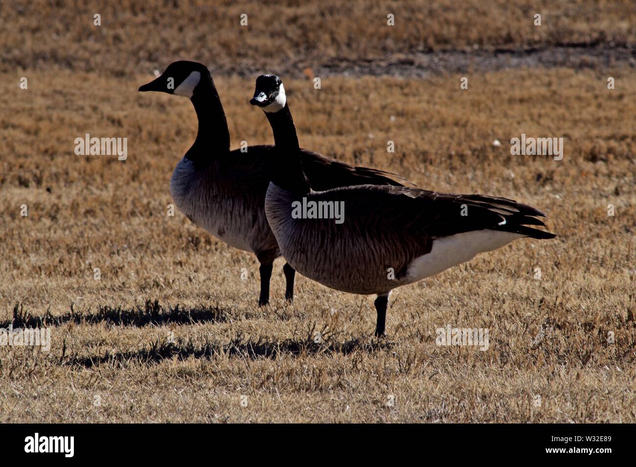Canada geese at Lindsey City Park, Canyon, Texas Stock Photo - Alamy