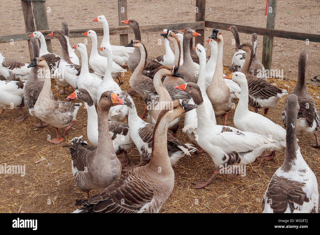 horizontal view of a group of white and gray geese together in the ...