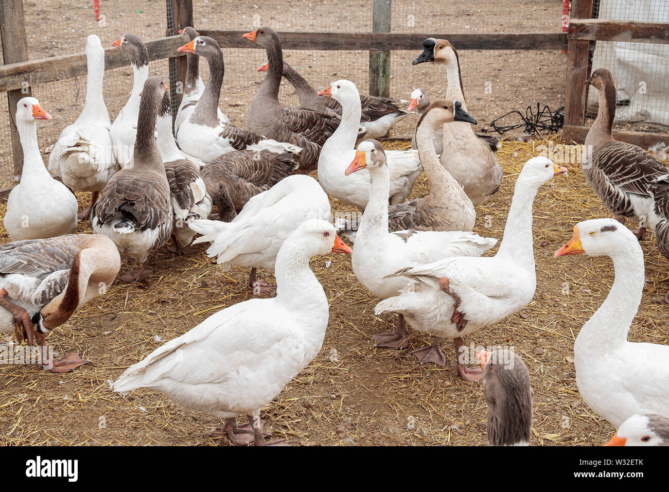 Barnyard fowl hi-res stock photography and images - Alamy