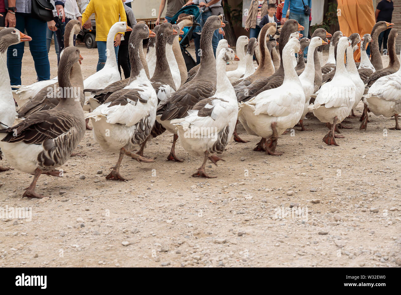 horizontal view of a group of geese walking together among the people ...