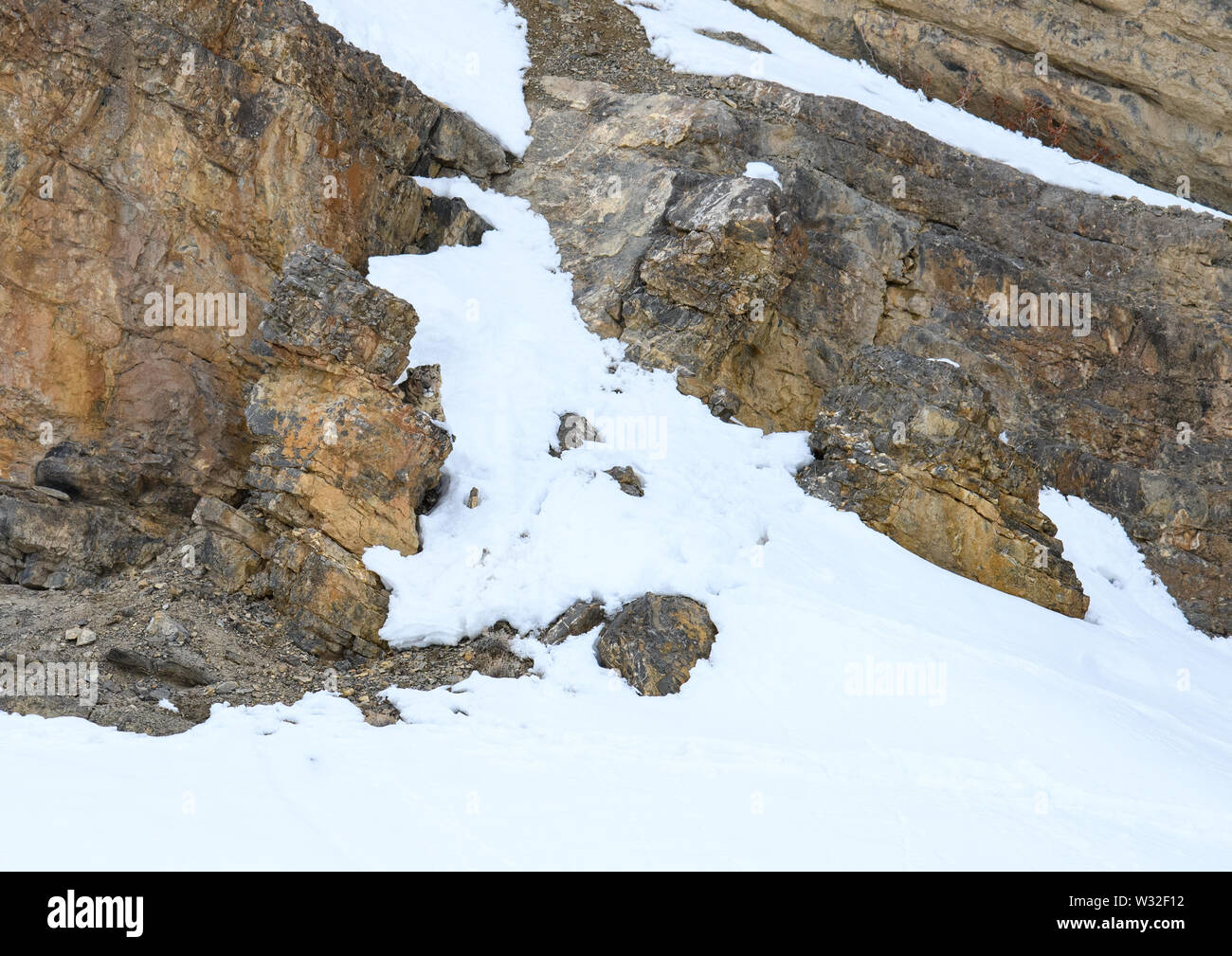Gray ghost of Himalayas (Snow Leopard), killing and eating an Ibex ...