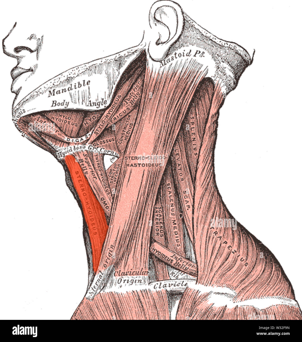 Sternohyoideus hi-res stock photography and images - Alamy