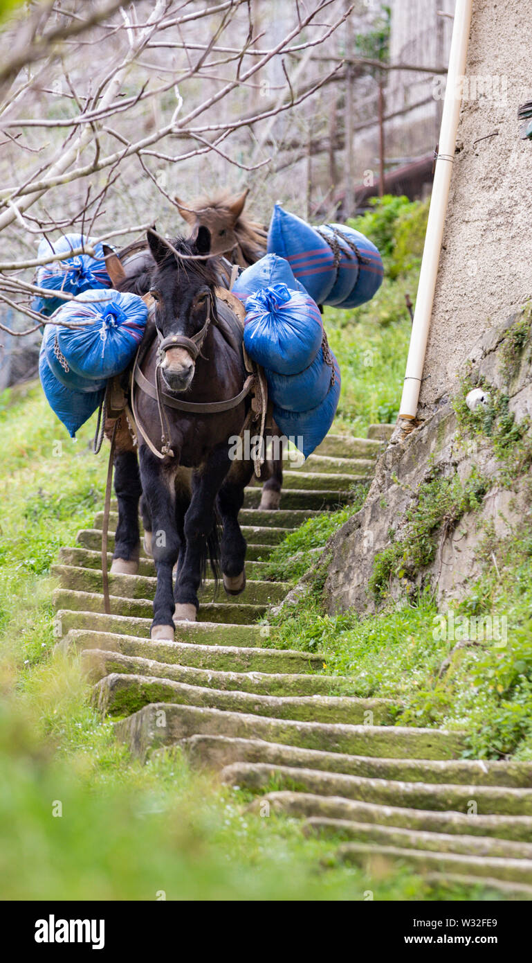 a black horse carry heavy loads down a winding staircase on the Amalfi ...