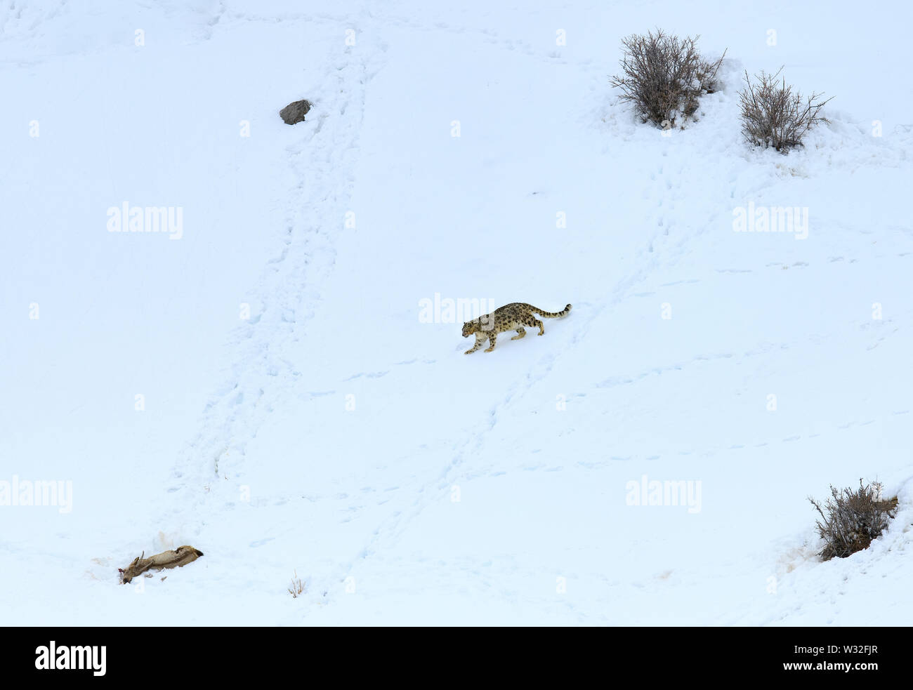 Gray ghost of Himalayas (Snow Leopard), killing and eating an Ibex ...