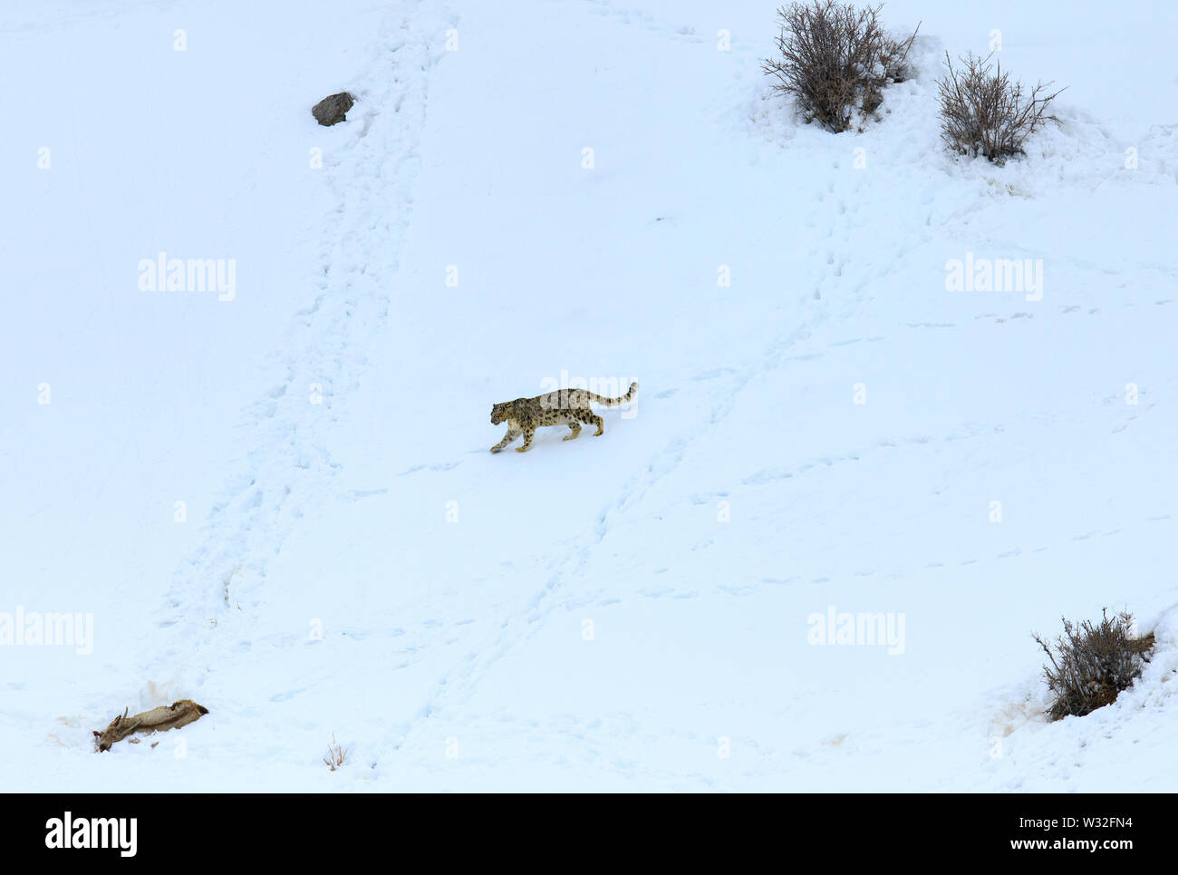 Spiti valley tours hi-res stock photography and images - Alamy