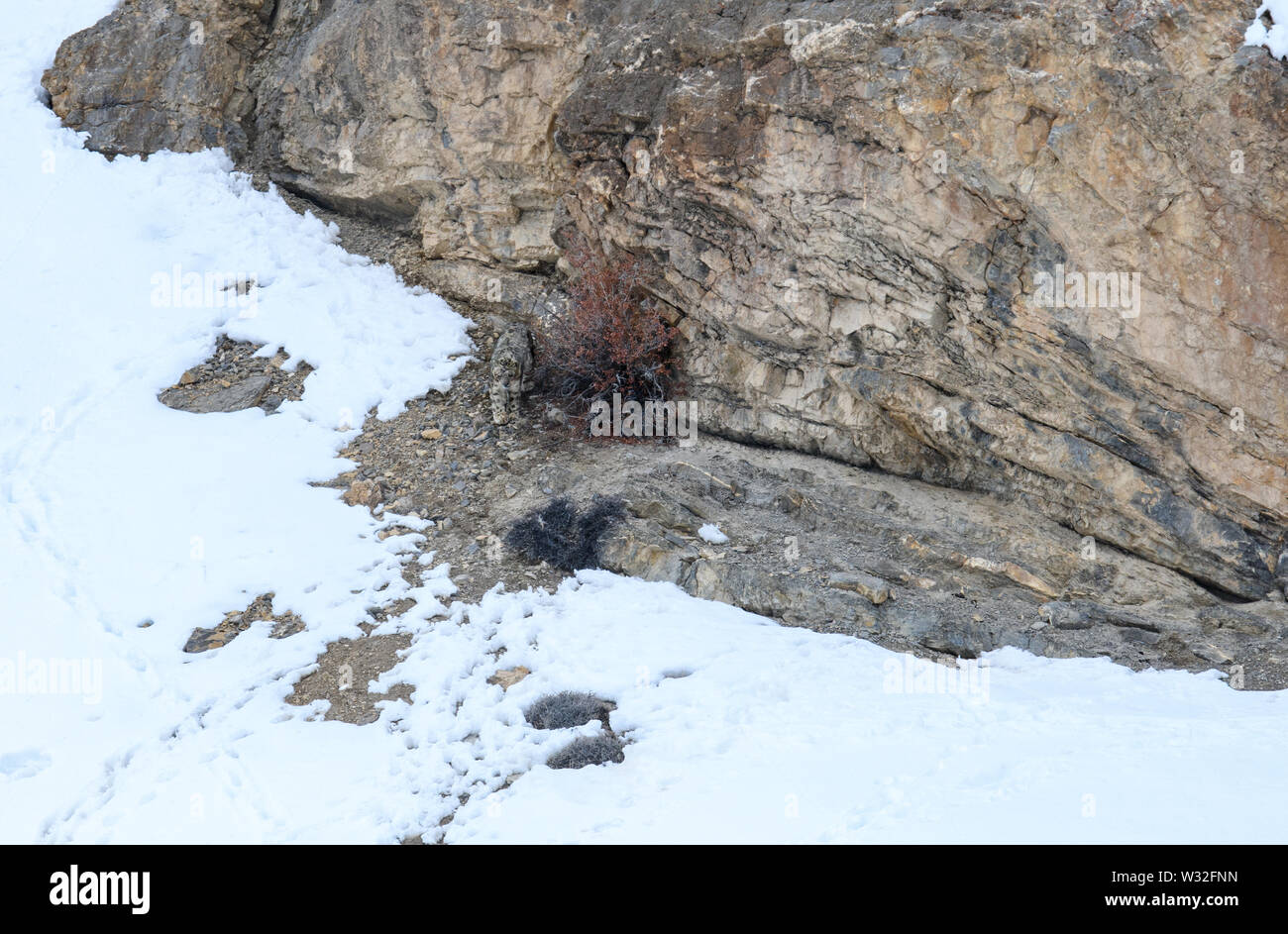Gray ghost of Himalayas (Snow Leopard), killing and eating an Ibex ...