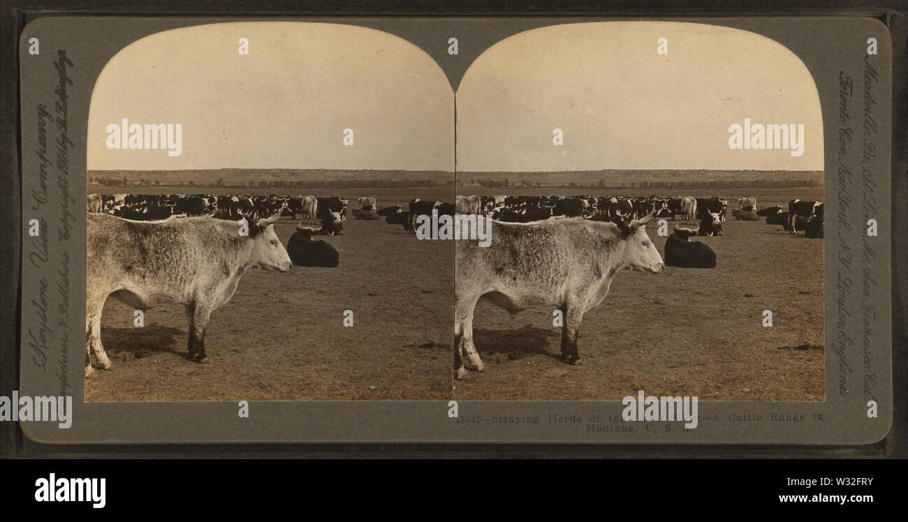 Straying herds of the great west--a cattle range in Montana, USA, by ...