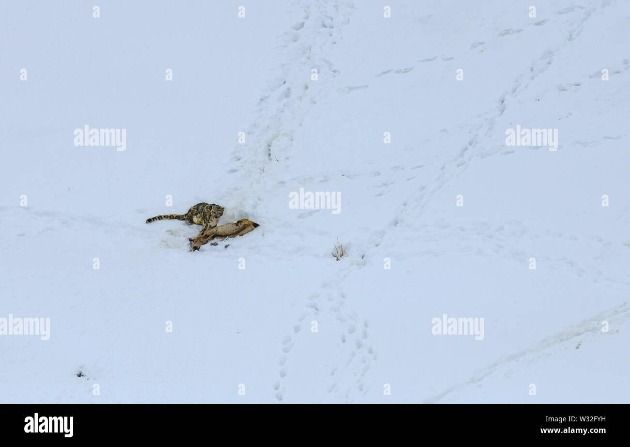 Gray ghost of Himalayas (Snow Leopard), killing and eating an Ibex ...