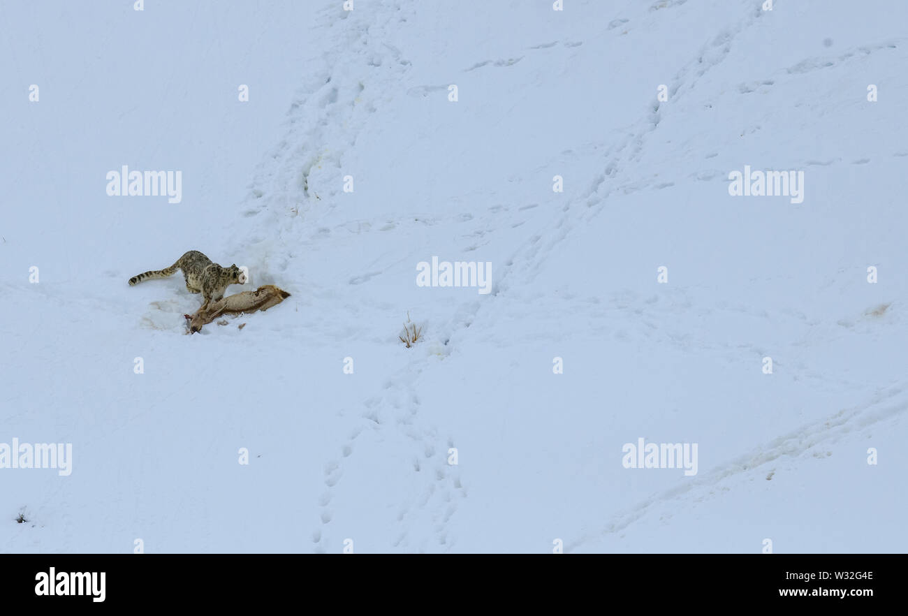 Gray ghost of Himalayas (Snow Leopard), killing and eating an Ibex ...