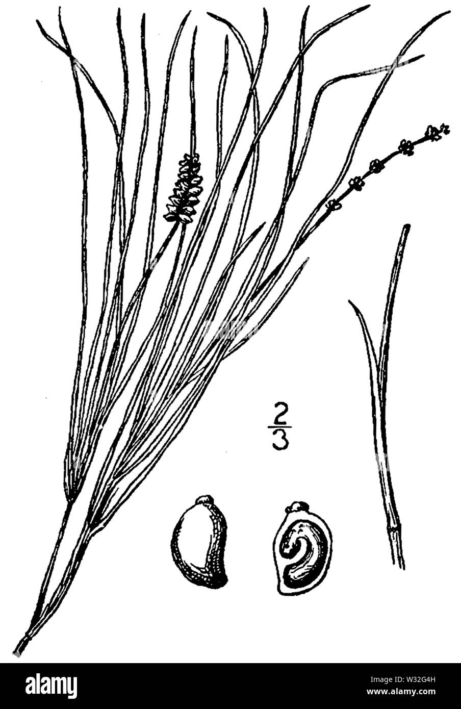 Stuckenia filiformis hi-res stock photography and images - Alamy