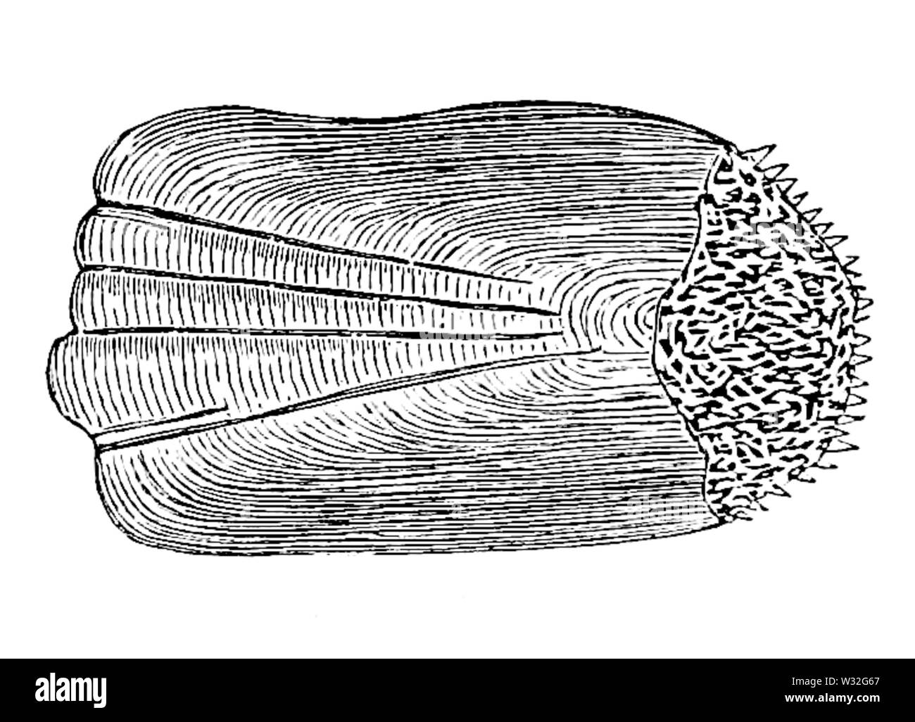 Ichthyological ichthyology hi-res stock photography and images - Alamy