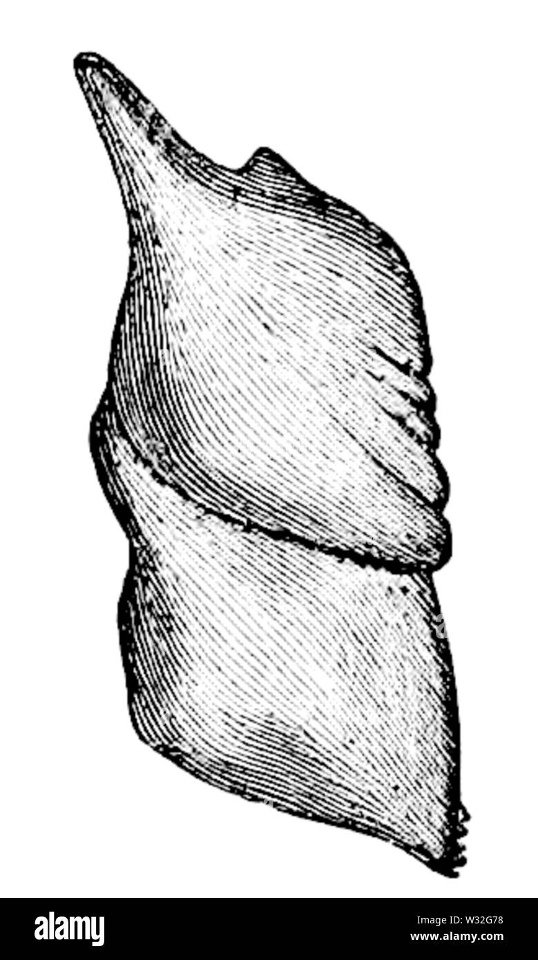 Historical fish study Cut Out Stock Images & Pictures - Alamy