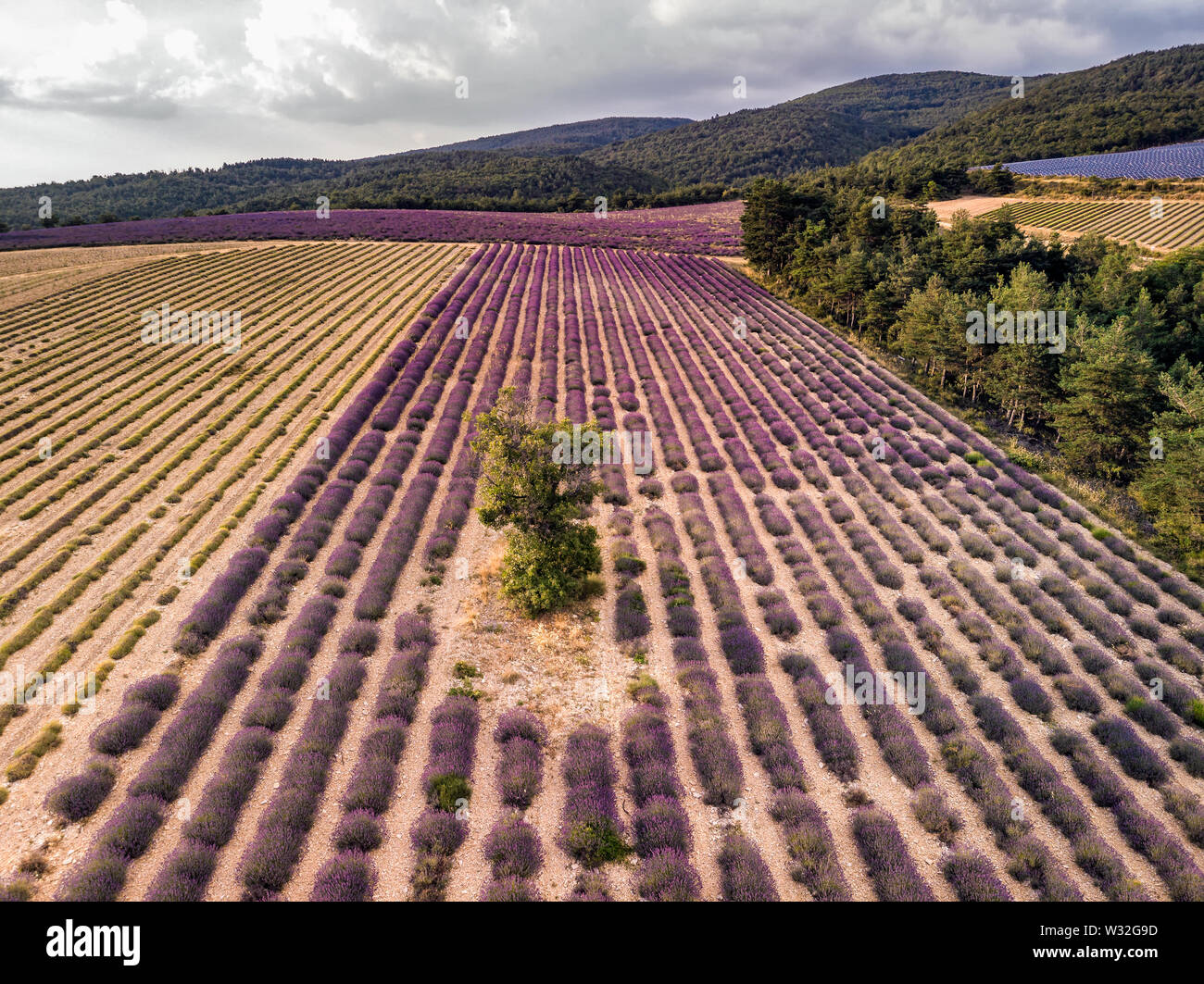 Lavender field summer sunset landscape near Valensole. Provence, France Stock Photo - Alamy