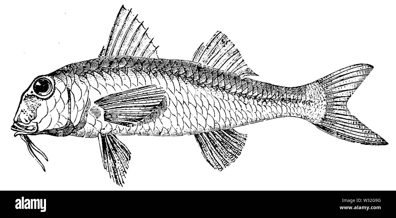 7 fig Cut Out Stock Images & Pictures - Alamy