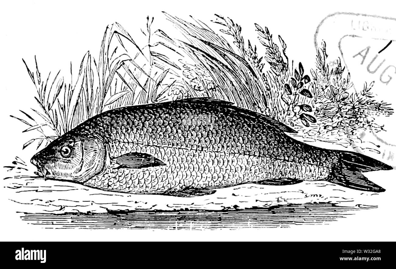 Study of Fishes-title Stock Photo - Alamy