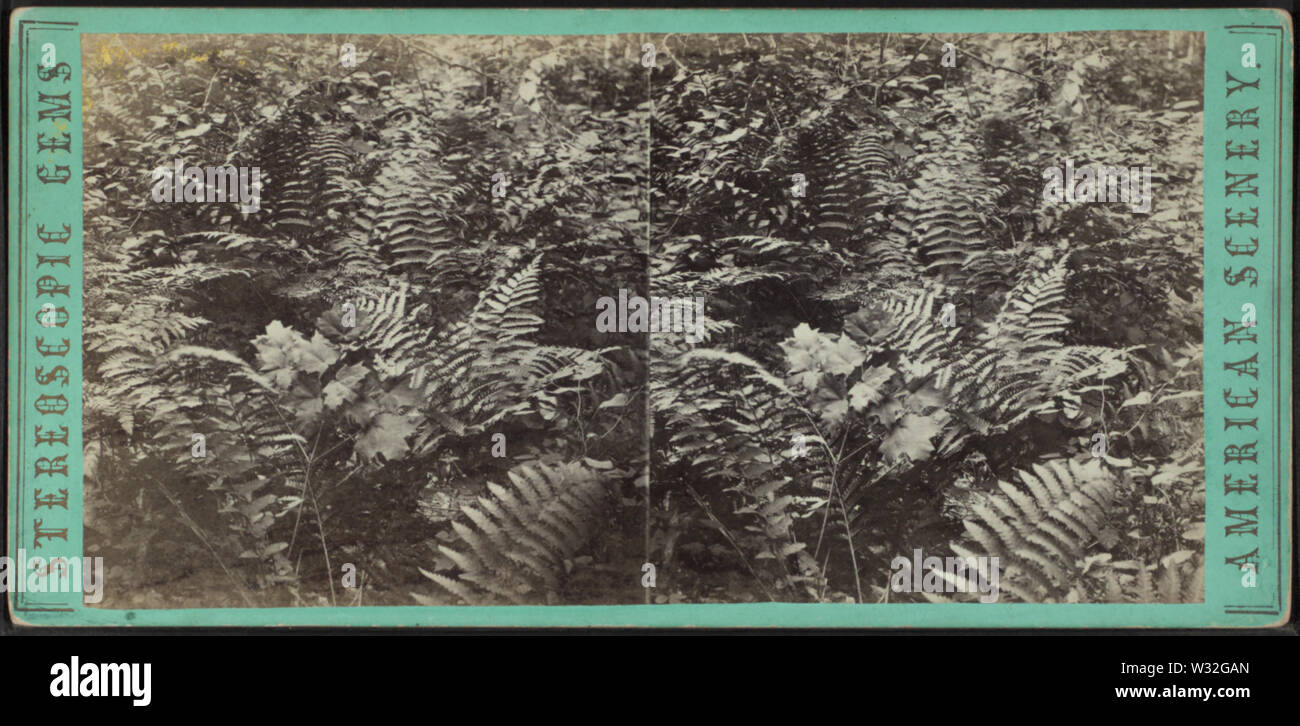 Study of ferns, from Robert N Dennis collection of stereoscopic views ...