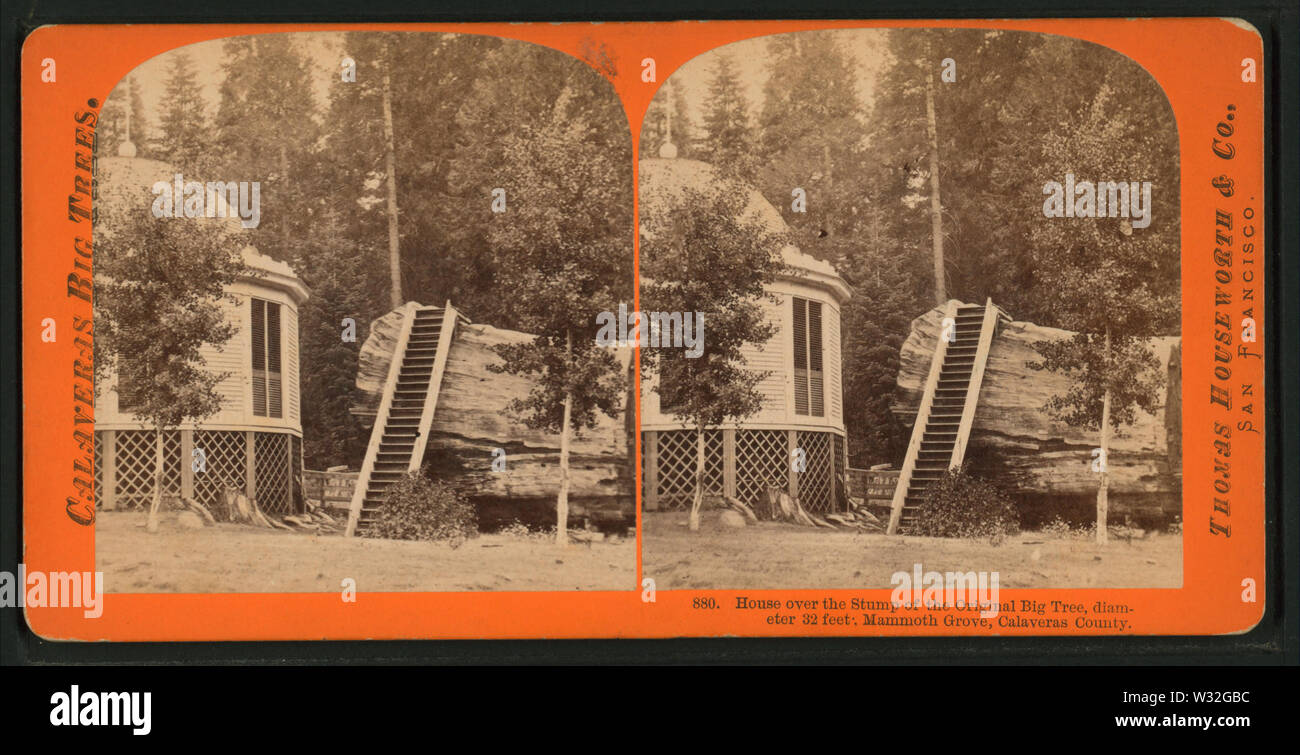 Stump of the original Big Tree, diameter 32 ft Mammoth Grove, Calaveras ...