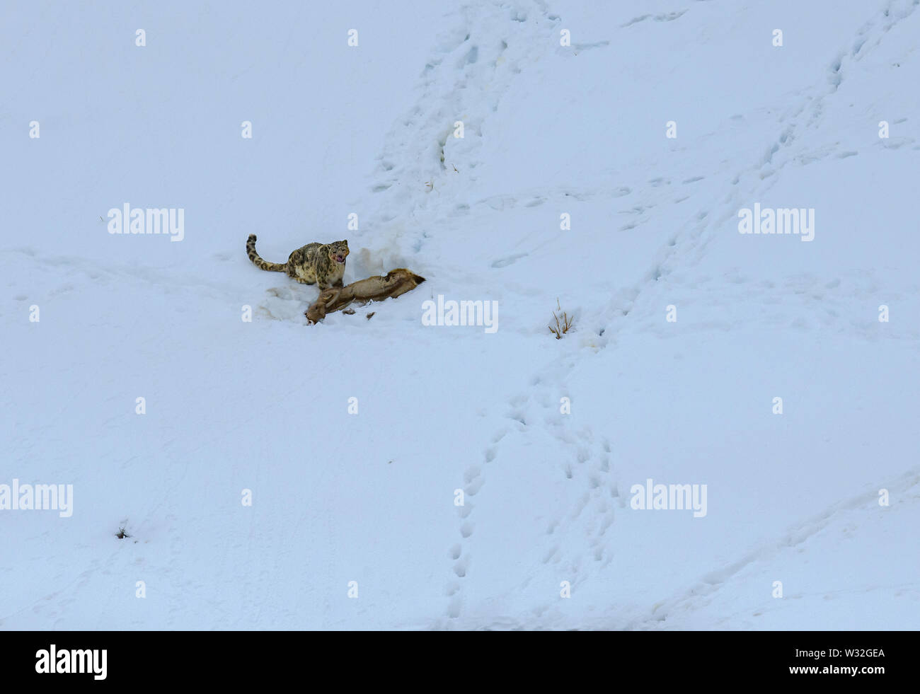 Gray ghost of Himalayas (Snow Leopard), killing and eating an Ibex ...